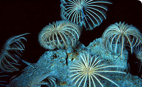 Class Crinoidea on emaze