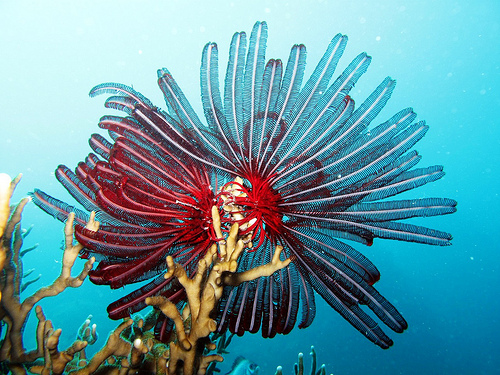 Class Crinoidea on emaze