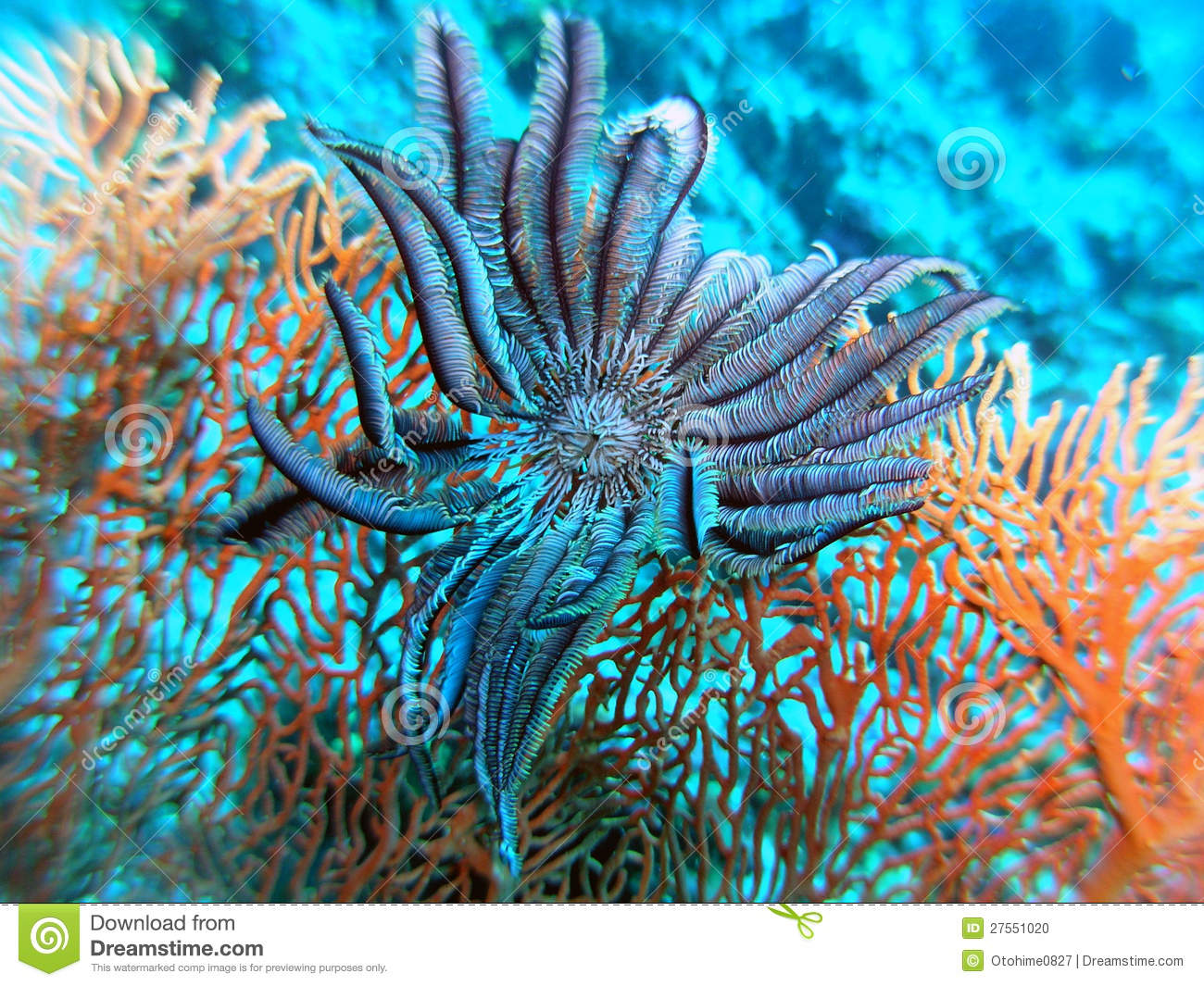 Class Crinoidea on emaze