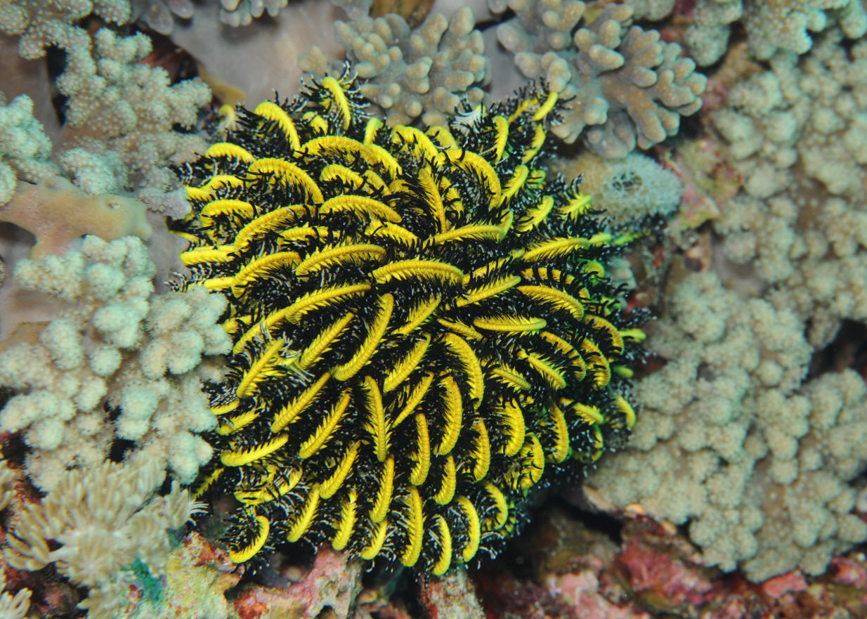 Class Crinoidea on emaze