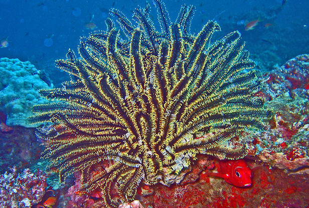 Class Crinoidea at emaze Presentation