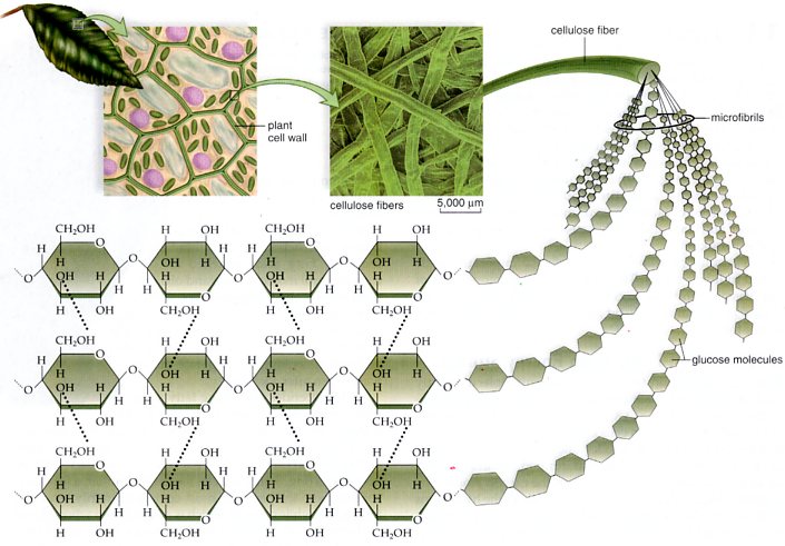 Molecules of Life: Cellulose copy1 copy2 on emaze
