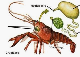 APARATOS EXCRETORES EN INVERTEBRADOS on emaze