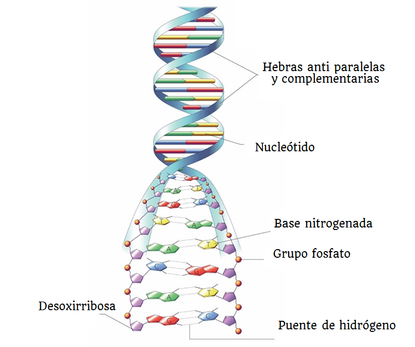 ADN at emaze Presentation