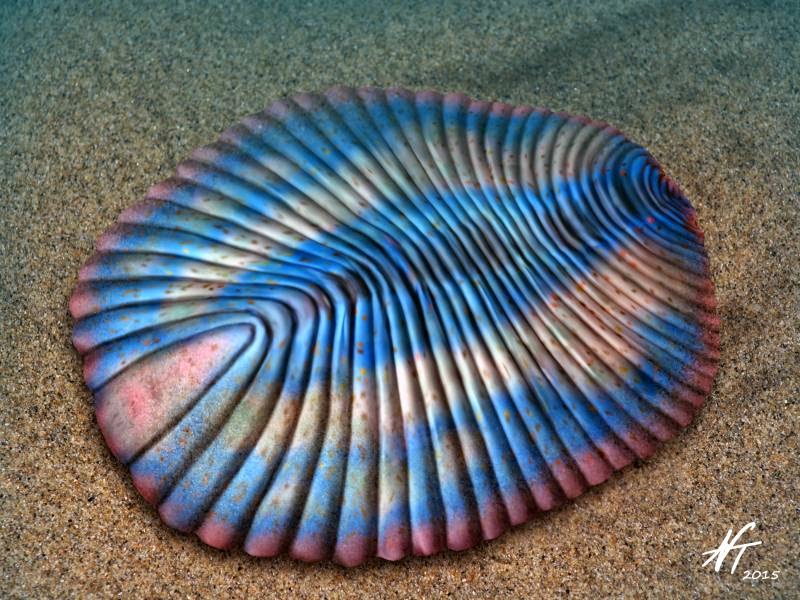 Ediacaran Fauna at emaze Presentation