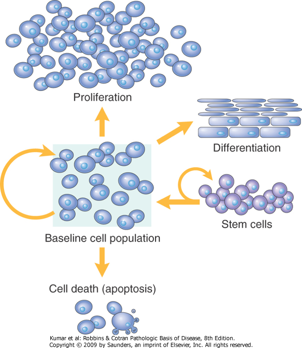 Regeneración y REPARACIÓN TISULAR.pptx on emaze
