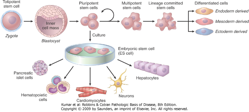 Regeneración y REPARACIÓN TISULAR.pptx at emaze Presentation
