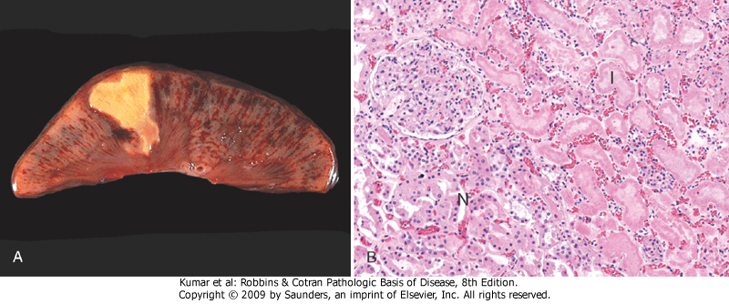 Mecanismos de Adaptación Celular on emaze