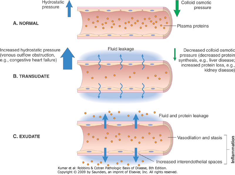 Mecanismos de Adaptación Celular on emaze