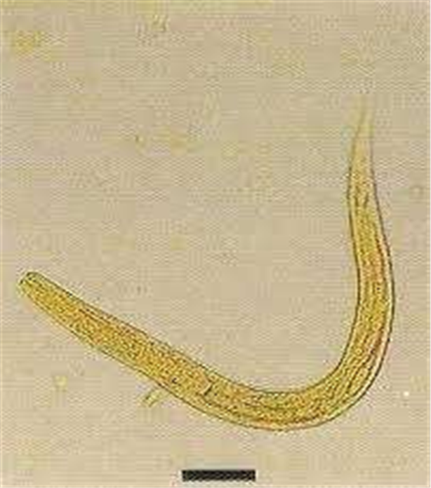 STRONGYLOIDES STERCORALIS on emaze