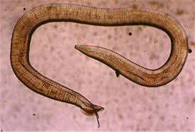 STRONGYLOIDES STERCORALIS at emaze Presentation