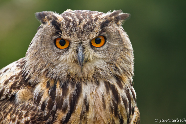 The Wise Old Woman at emaze Presentation