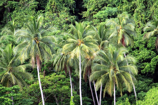 Tropical/subtropical on emaze