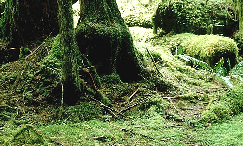 Dry-Land Ecosystem Deserts at emaze Presentation