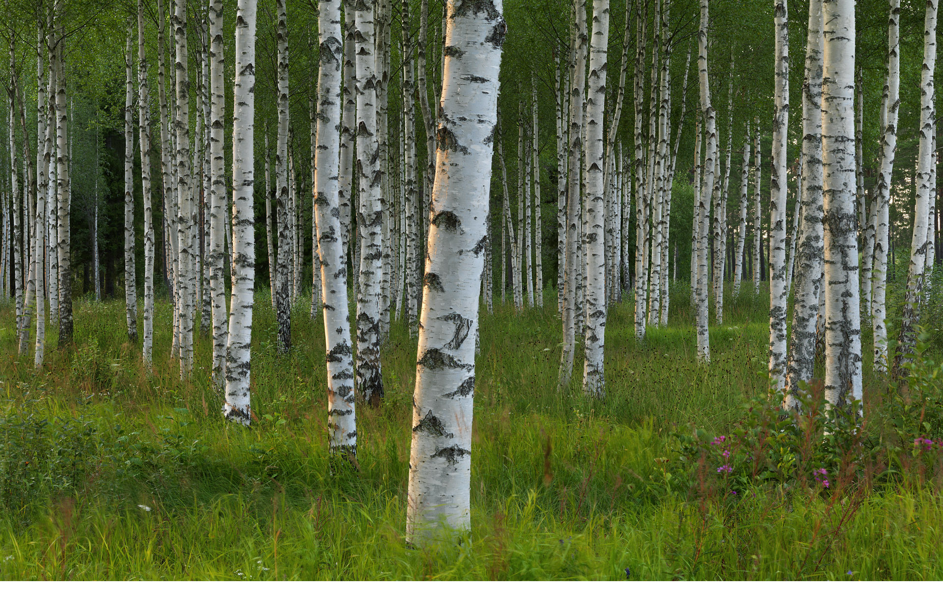 Dry-Land Ecosystem Deserts at emaze Presentation