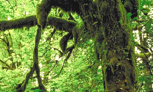 Dry-Land Ecosystem Deserts at emaze Presentation