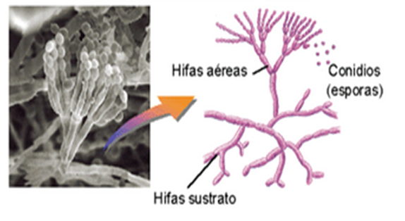 Carcateristicas de los hongos on emaze