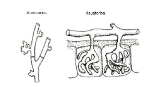 Carcateristicas de los hongos on emaze