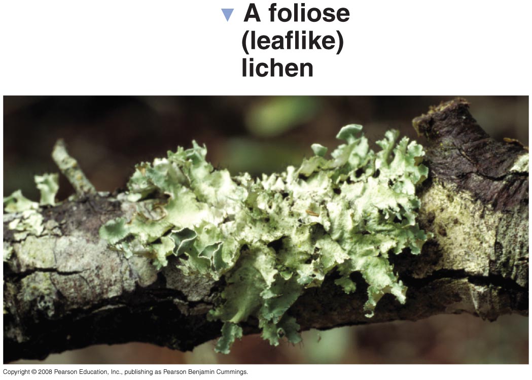 Lichen Adaptation at emaze Presentation