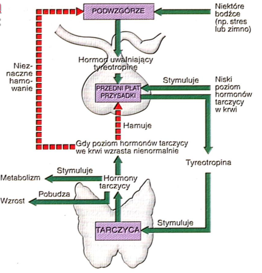 Regulacja hormonalna on emaze