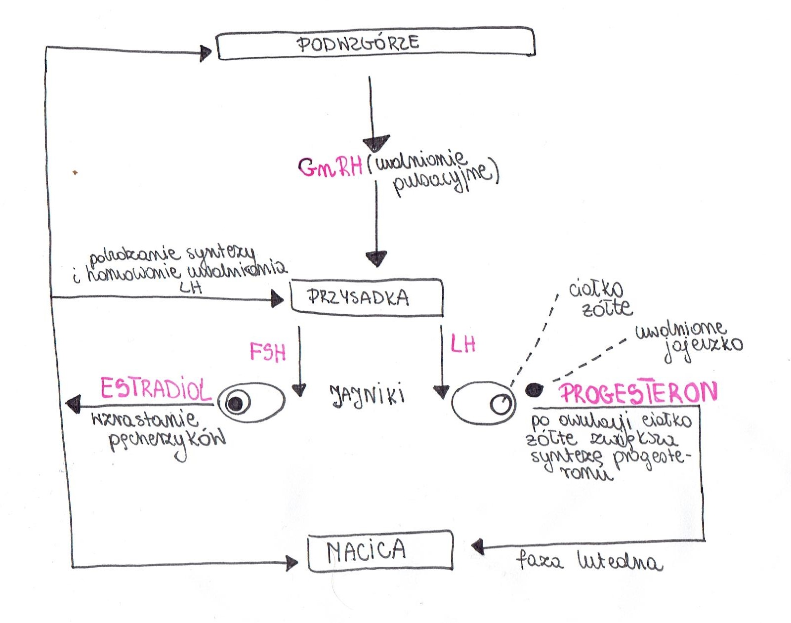 Regulacja hormonalna on emaze