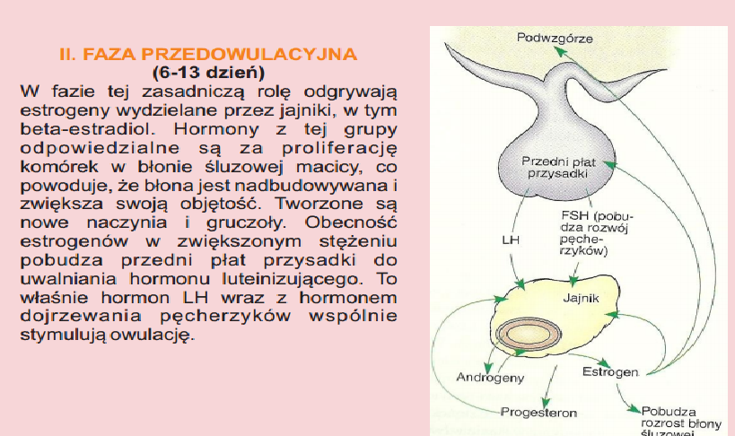 Regulacja hormonalna at emaze Presentation