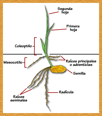 El arroz on emaze