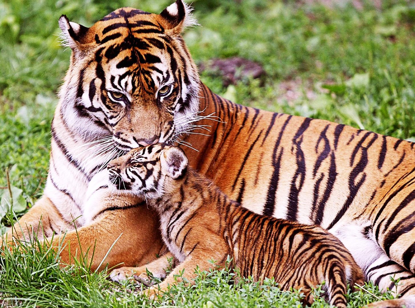 AS Bio: Endangered Animals - Bengal Tiger on emaze