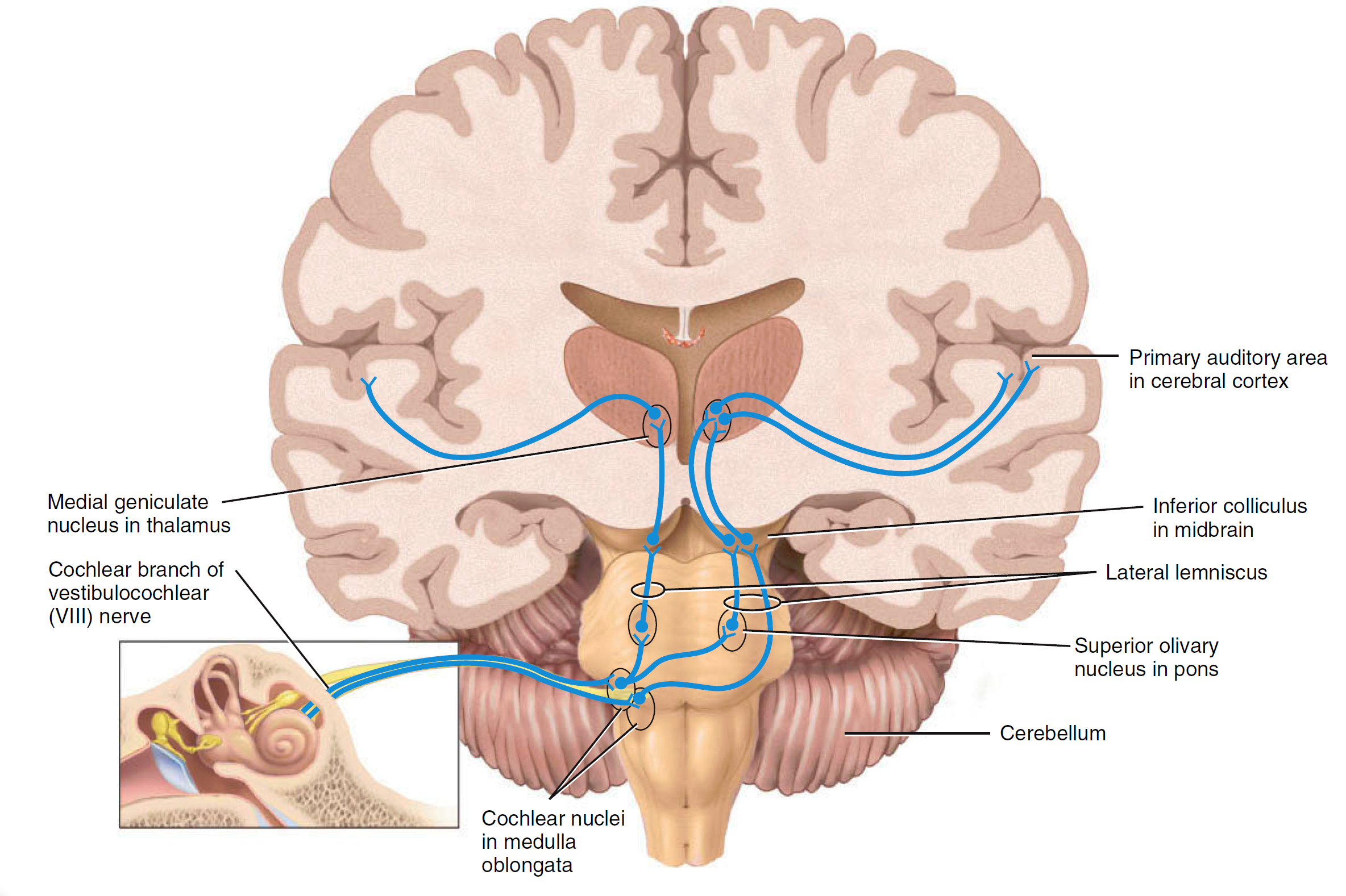 Hearing & Equilibrium on emaze