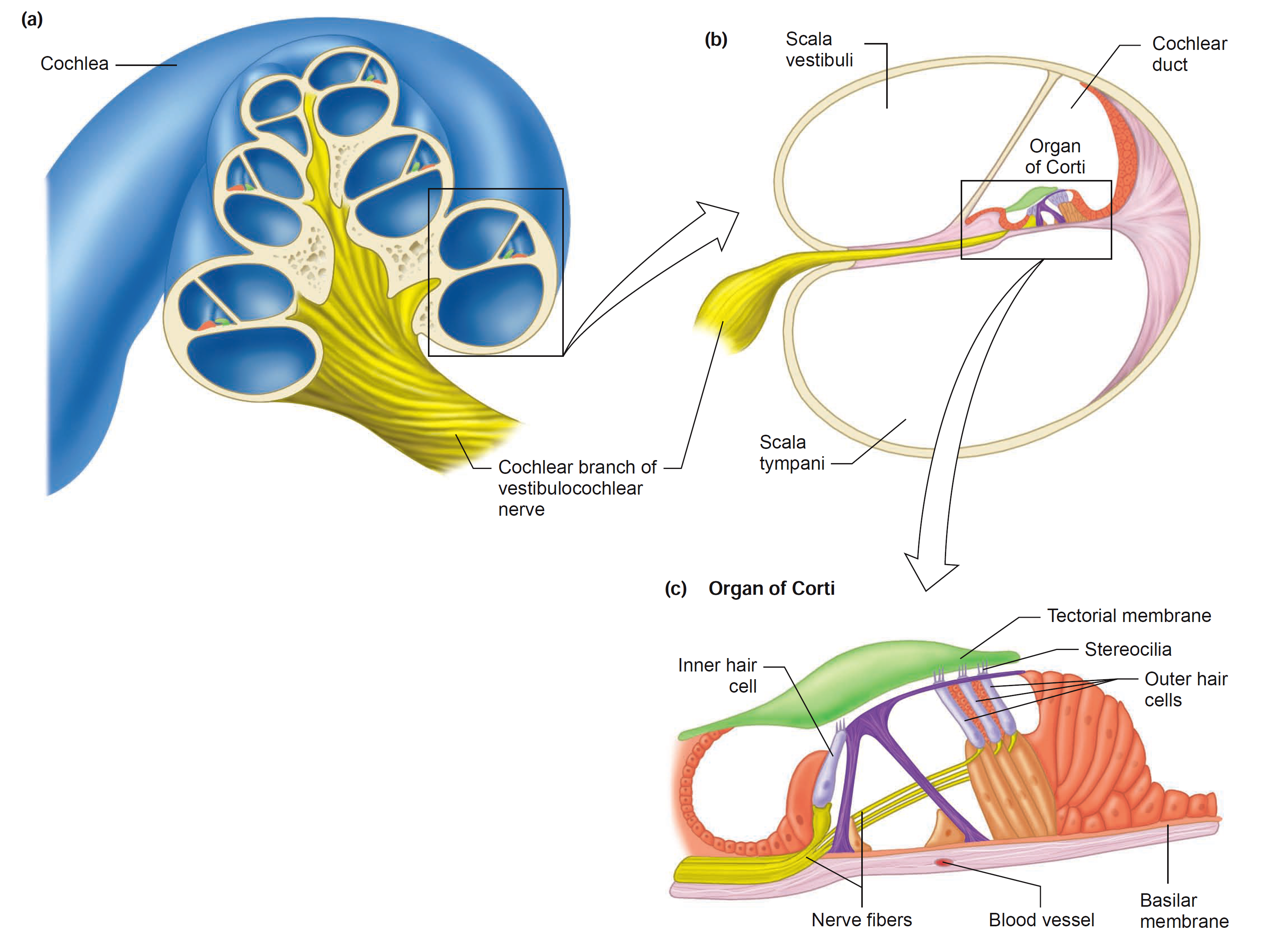 Hearing & Equilibrium on emaze