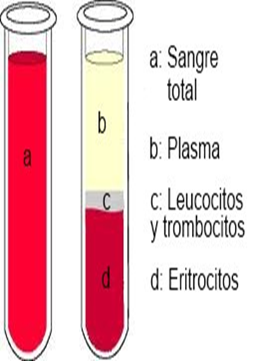 LAB FISIOLOGIA on emaze