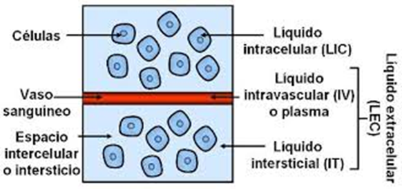 LAB FISIOLOGIA on emaze