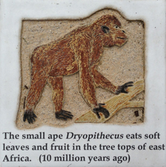 Dryopithecus on emaze