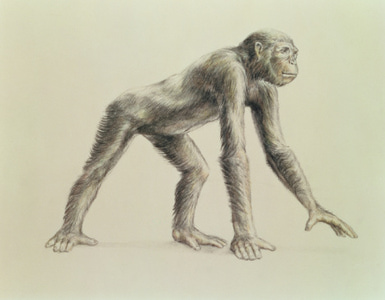 Dryopithecus on emaze