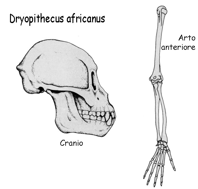 Dryopithecus on emaze