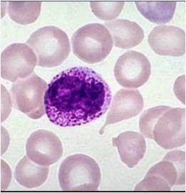 Fichero Hematología copy1 on emaze