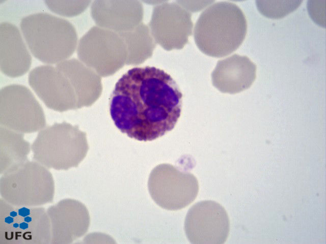 Fichero Hematología copy1 on emaze
