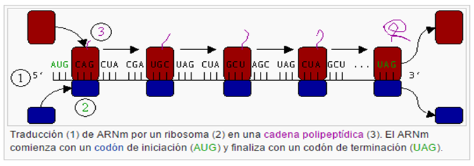 Biología on emaze