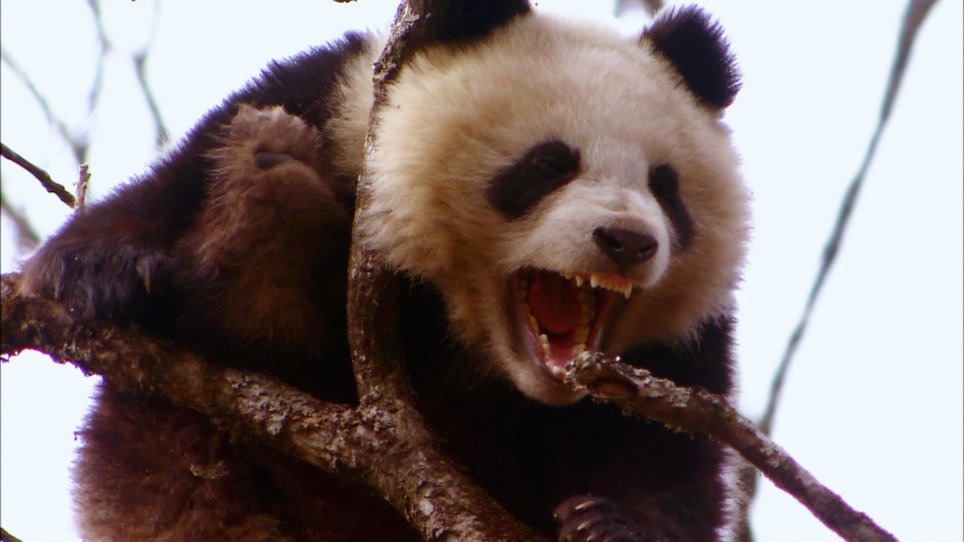 CARLOS & LOURDES PANDAS on emaze