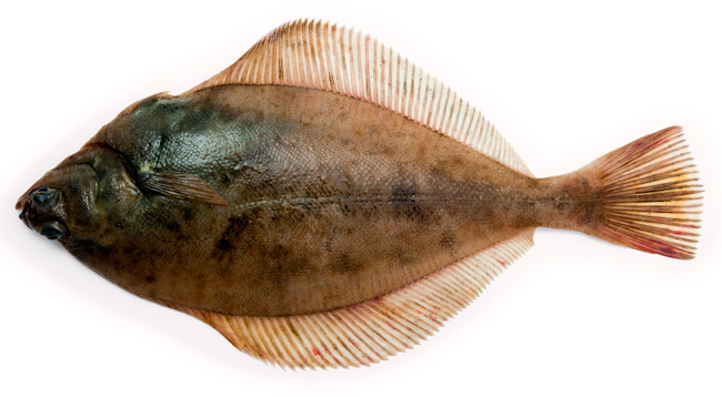 Genetic Engineering at emaze Presentation