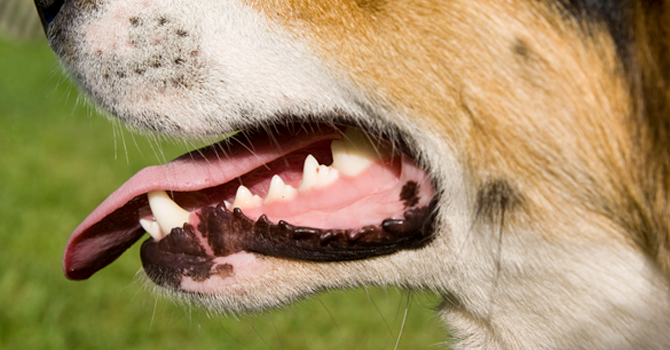 Anatomía e histología del sistema digestivo canino on emaze