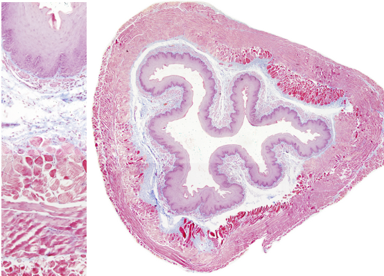 Anatomía e histología del sistema digestivo canino on emaze