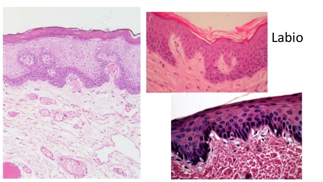Anatomía e histología del sistema digestivo canino on emaze
