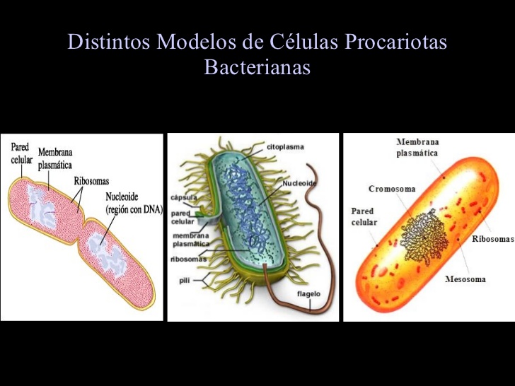 REINO archaea on emaze