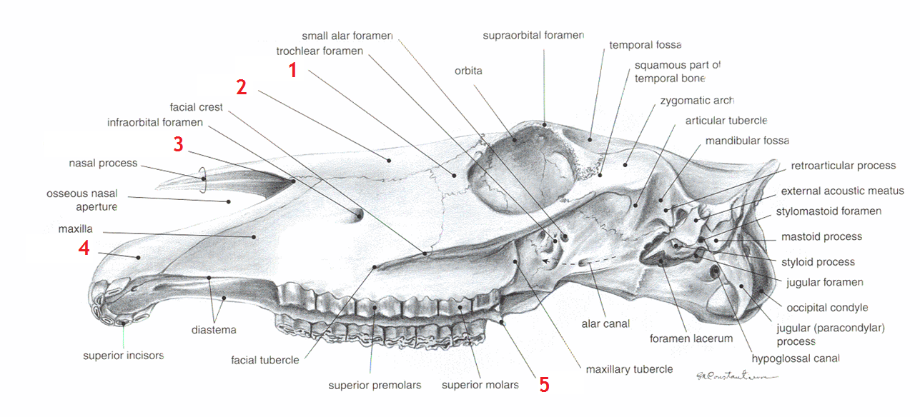 PRACTICA 1_ ESQUELETO AXIAL.pptx on emaze