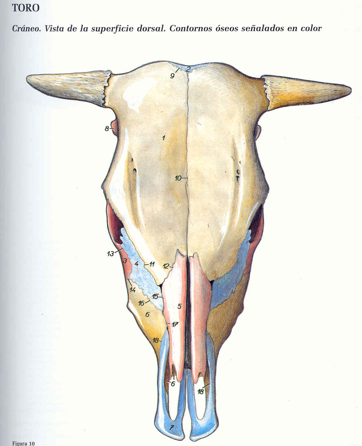 PRACTICA 1_ ESQUELETO AXIAL.pptx on emaze