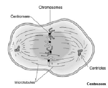 Presentation Name at emaze Presentation