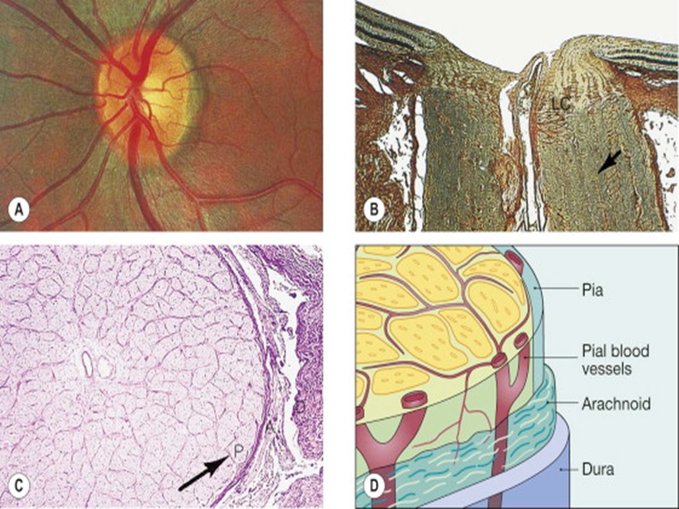Presentation Name on emaze