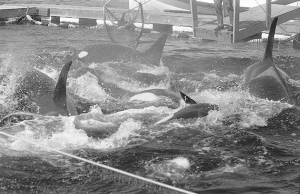 Orcas In Captivity at emaze Presentation