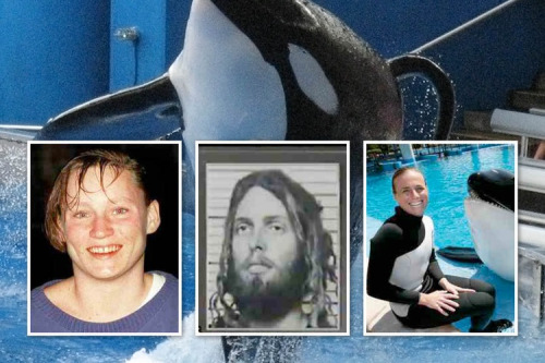 Orcas In Captivity at emaze Presentation